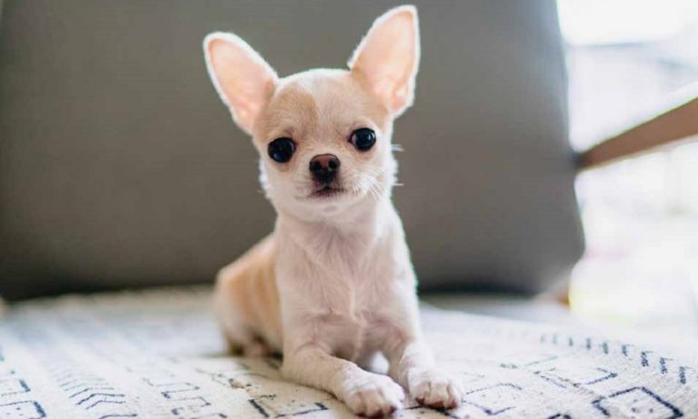 Biblical Dog Names: Which One Is Your Favorite? – Pet Guide Reviews