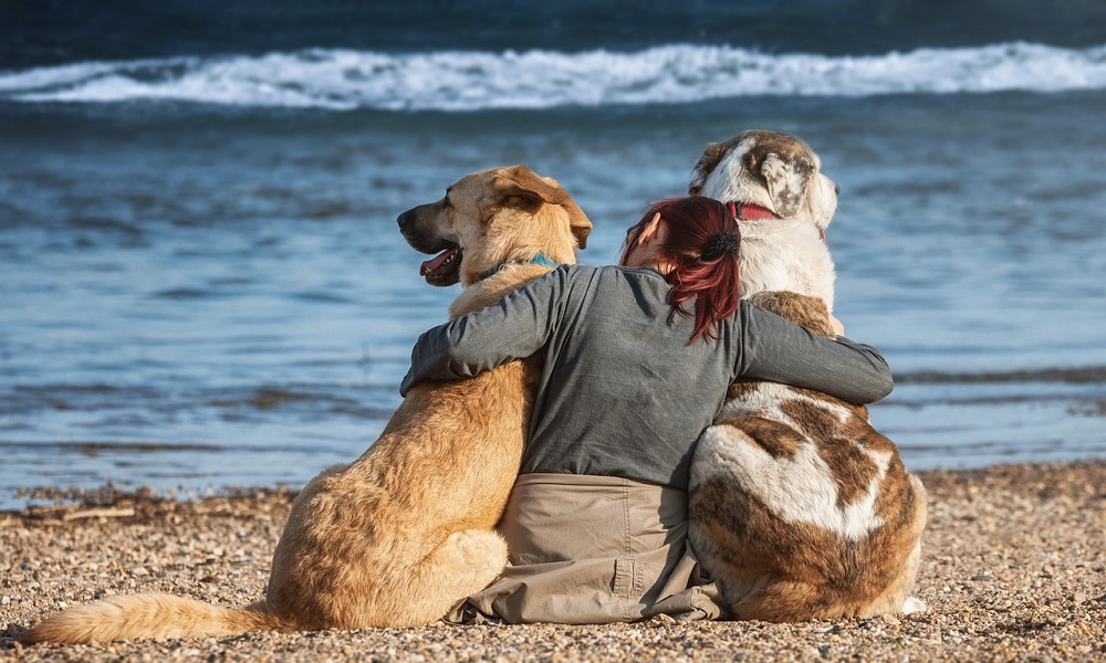 200 Beach Dog Names Perfect Ideas Your Pup 200 Beach Dog Names Perfect Ideas Your Pup