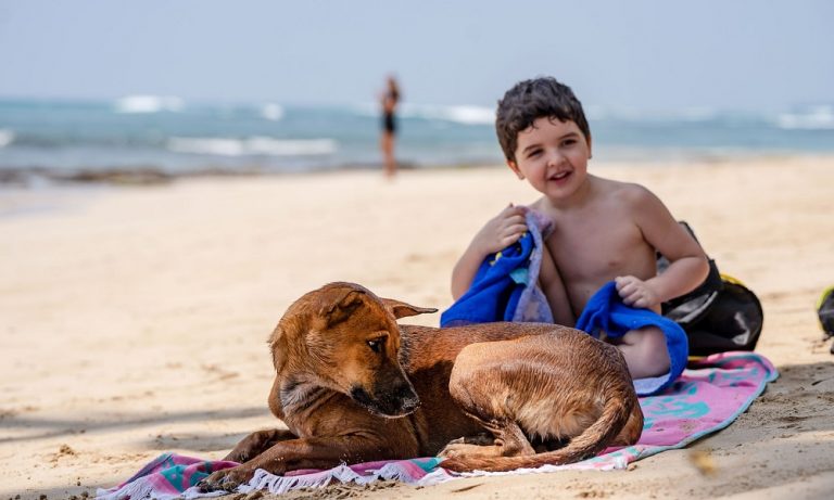 200+ Beach Dog Names: Perfect Ideas Your Pup – Pet Guide Reviews