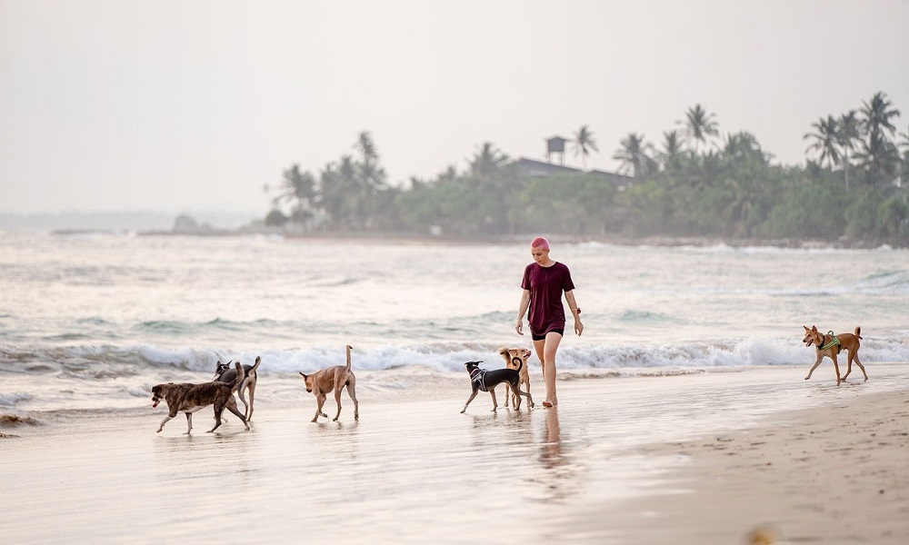 600 Beach Dog Names For Ocean And Beach Loving Dogs 600 Beach Dog Names For Ocean And Beach Loving Dogs