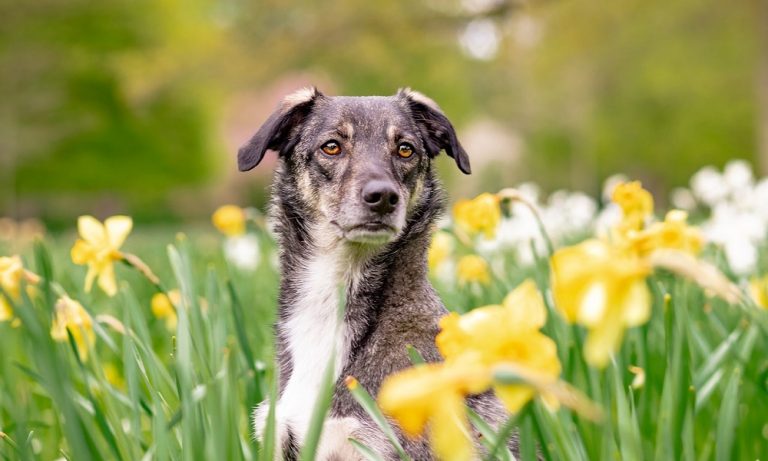 Flower Dog Names: Finding the Right One – Pet Guide Reviews