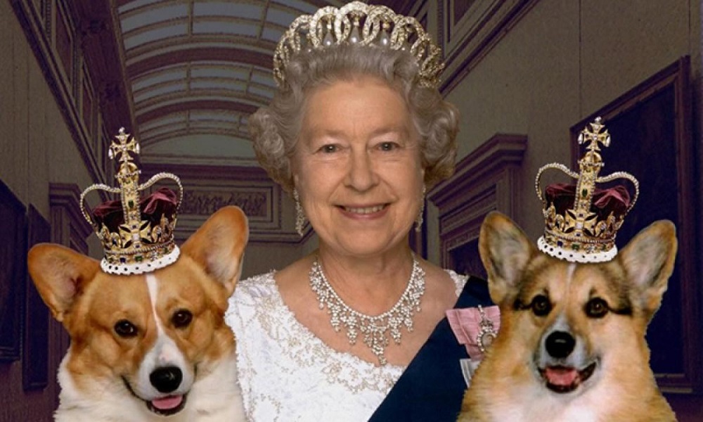 500+ Regal Dog Names for Your Royal Furry Friends