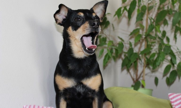 300+ Ultimate Collection of One-Syllable Dog Names – Pet Guide Reviews