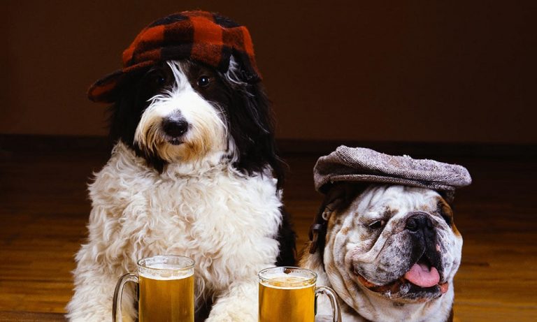 Alcohol Dog Names: 150+ Ideas You Would Love – Pet Guide Reviews