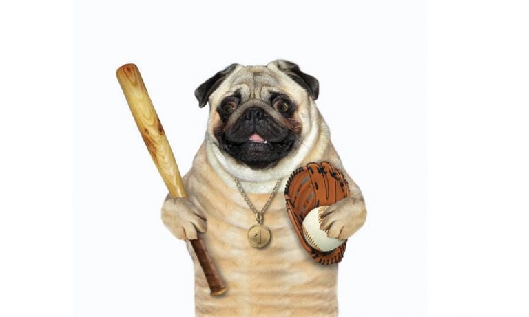200+ Baseball Dog Names Perfect for Your Pup – Pet Guide Reviews