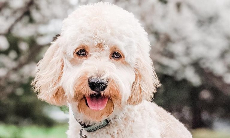 200+ Cockapoo Names: Find Your Favorite One – Pet Guide Reviews