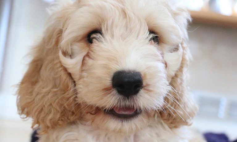 200+ Cockapoo Names: Find Your Favorite One – Pet Guide Reviews