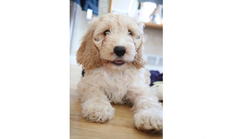 200+ Cockapoo Names: Find Your Favorite One – Pet Guide Reviews