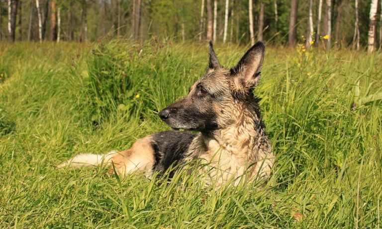 800 Exotic Dog Names For Your New Great Friends 800-exotic-dog-names-for-your-new-great-friends