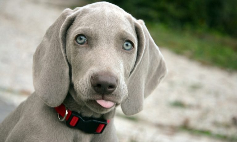 Grey Dog Names for Silver-Haired Pups – Pet Guide Reviews