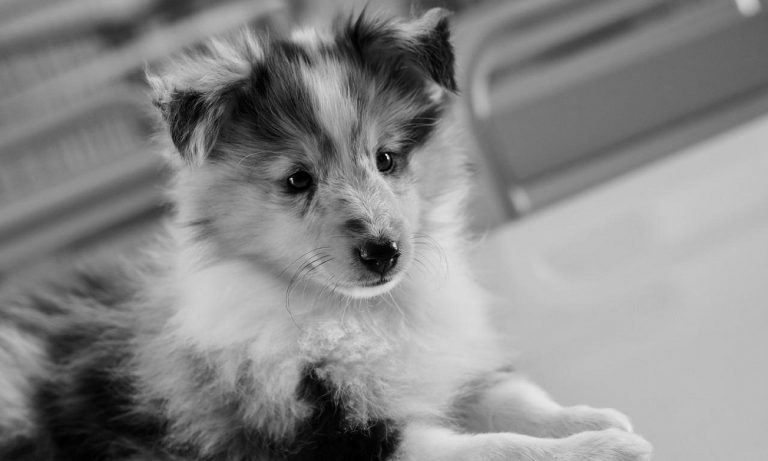 Grey Dog Names for Silver-Haired Pups – Pet Guide Reviews