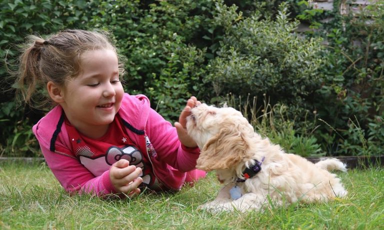 200+ Cockapoo Names: Find Your Favorite One – Pet Guide Reviews