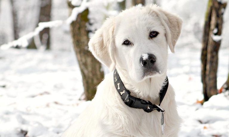 Great Pyrenees Names: 250+ Top Ideas – Pet Guide Reviews
