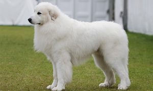 Great Pyrenees Names: 250+ Top Ideas – Pet Guide Reviews