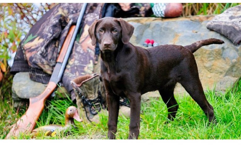 Gun Dog Names [150+ Updated Amazing List] – Pet Guide Reviews