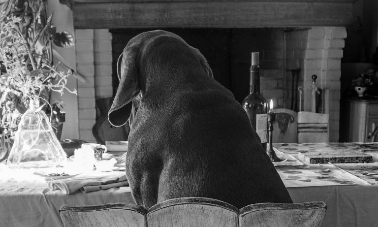 Alcohol Dog Names: 150+ Ideas You Would Love – Pet Guide Reviews