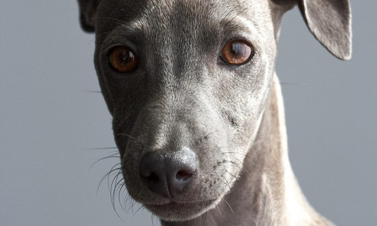 300+ Ultimate Collection of One-Syllable Dog Names – Pet Guide Reviews