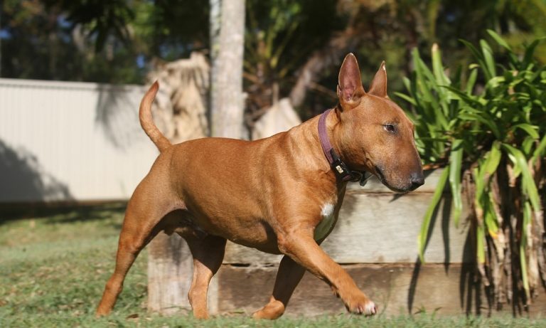 250+ Roman Dog Names With Meaning – Pet Guide Reviews