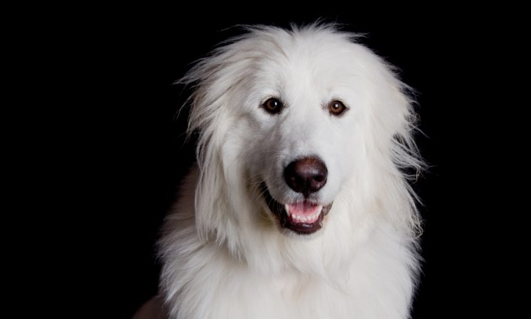 Great Pyrenees Names: 250+ Top Ideas – Pet Guide Reviews