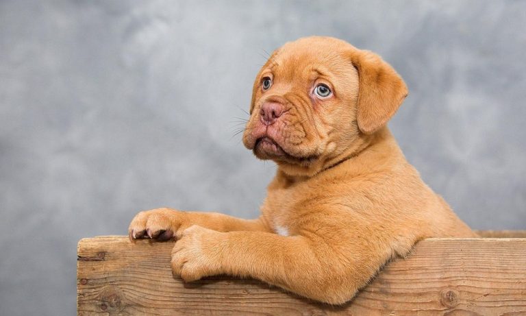 300+ Ultimate Collection of One-Syllable Dog Names – Pet Guide Reviews