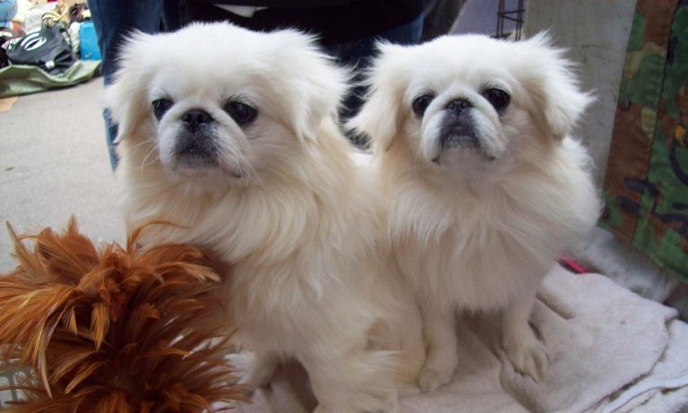 Dog Breeds Under 30 Pounds – Complete List with Pictures – Pet Guide ...
