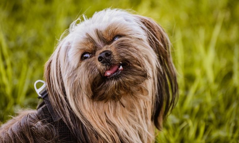 Yorkie Mixed Breeds: Characteristics & Detailed Information – Pet Guide ...