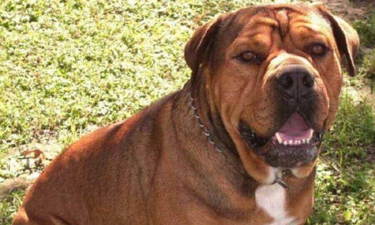 Rottweiler Mixed Breeds: Overview with Facts and Advice – Pet Guide Reviews