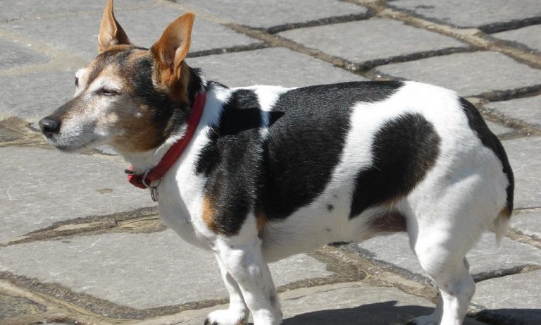 Australian Shepherd Mixed Breeds: Everything You Need to Know – Pet ...