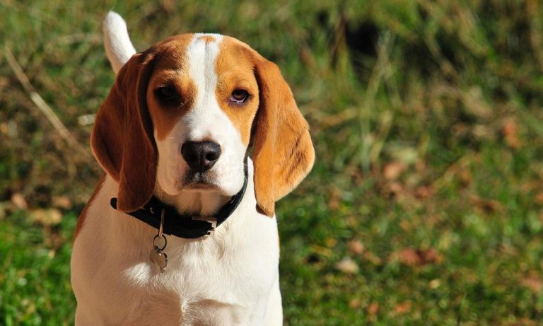 Most Affordable Dog Breeds for Budget Friendly – Pet Guide Reviews