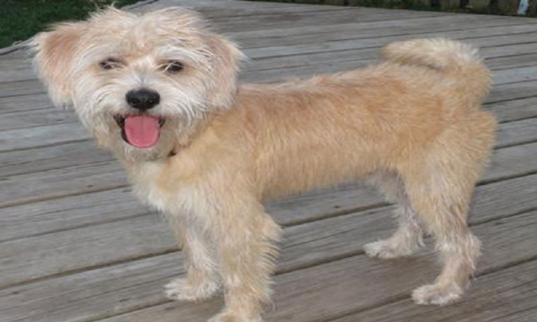 Maltese Mixed Breeds: Personality, Characteristics & Care – Pet Guide ...