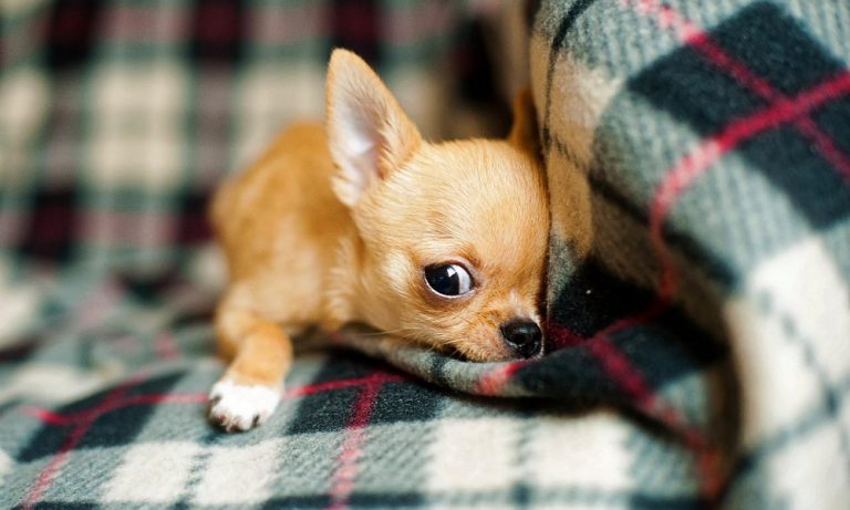 Dog Breeds Under 30 Pounds – Complete List with Pictures – Pet Guide ...