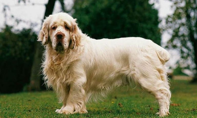 Types of Spaniel Dog Breeds that are Good for Pet Lovers – Pet Guide ...