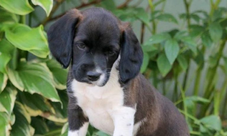 Jack Russell Mixed Breeds – The Ultimate Guide – Pet Guide Reviews