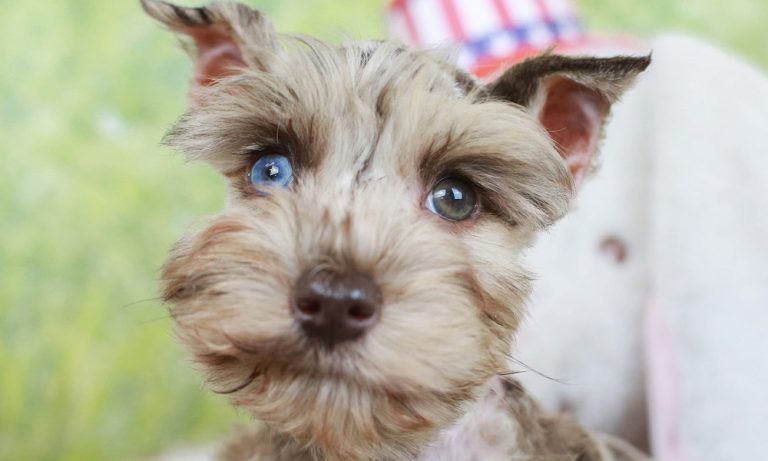Australian Shepherd Mixed Breeds: Everything You Need to Know – Pet ...