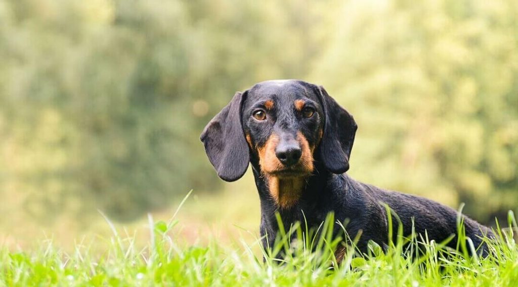 Coon Dog Names [200+ Ideas You’ll Adore] – Pet Guide Reviews