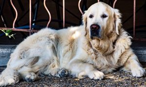 A Complete List of 200+ Cream Colored Dog Names – Pet Guide Reviews