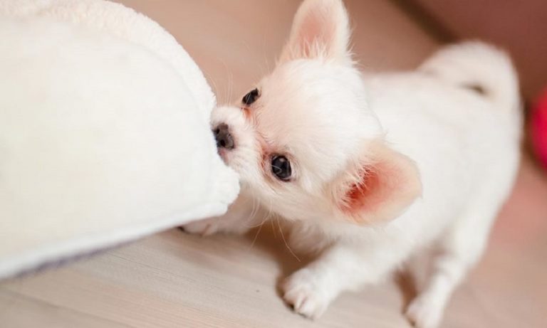 A Complete List of 200+ Cream Colored Dog Names – Pet Guide Reviews