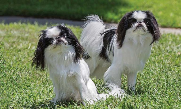 Maltese Mixed Breeds: Personality, Characteristics & Care – Pet Guide ...