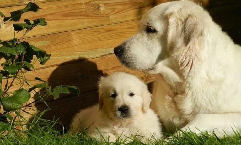A Complete List of 200+ Cream Colored Dog Names – Pet Guide Reviews