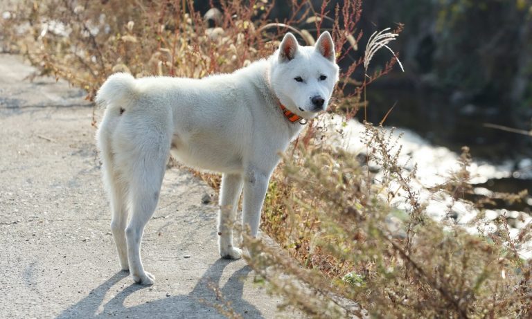 Korean Dog Breeds: The Origin, Group & More – Pet Guide Reviews