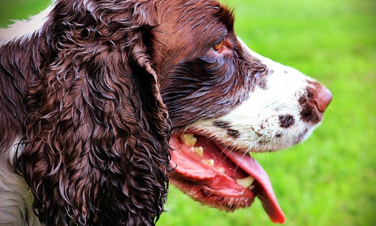 Types of Spaniel Dog Breeds that are Good for Pet Lovers – Pet Guide ...