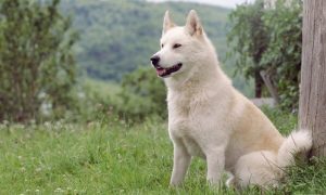 A Complete List of 200+ Cream Colored Dog Names – Pet Guide Reviews