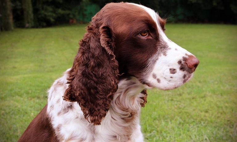 Types of Spaniel Dog Breeds that are Good for Pet Lovers – Pet Guide ...