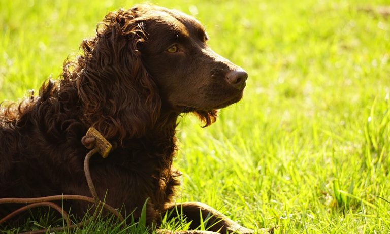 Types of Spaniel Dog Breeds that are Good for Pet Lovers – Pet Guide ...