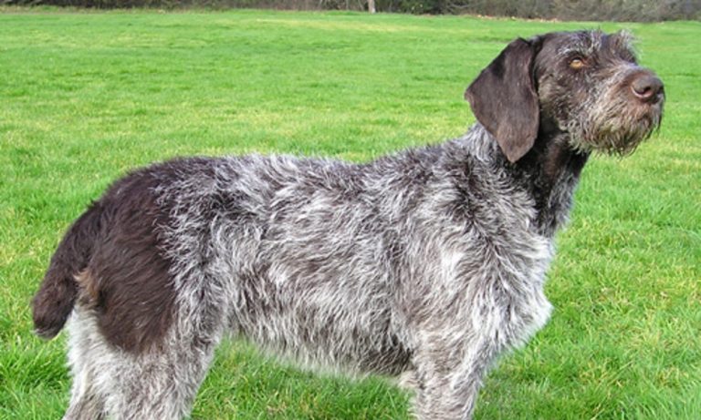 Wire Haired Dog Breeds: Vital Facts and Traits – Pet Guide Reviews