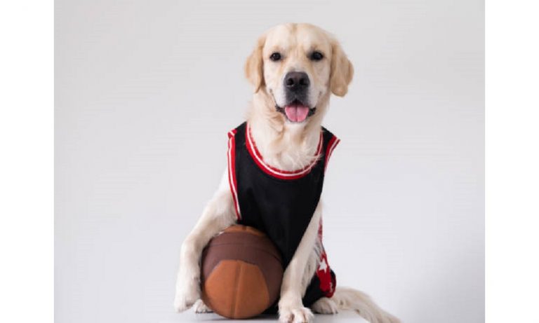 Basketball Dog Names: 150+ Popular Ideas – Pet Guide Reviews