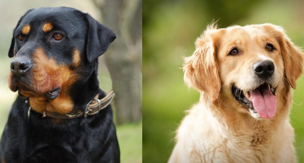 Rottweiler Mixed Breeds: Overview with Facts and Advice – Pet Guide Reviews