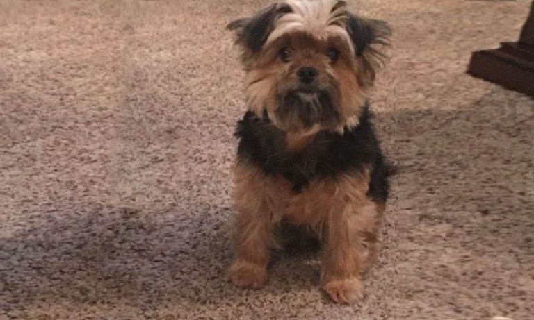Yorkie Mixed Breeds: Characteristics & Detailed Information – Pet Guide ...
