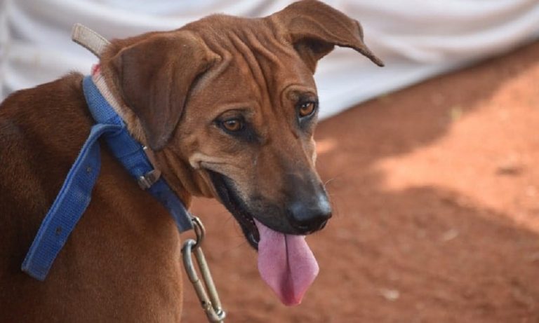 250+ Popular Indian Dog Names with Attitude – Pet Guide Reviews