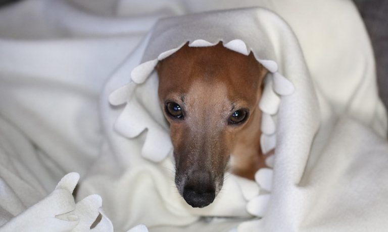 Dog Breeds Under 30 Pounds – Complete List with Pictures – Pet Guide ...